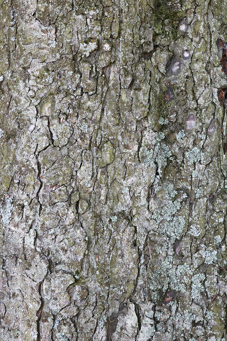 Tree bark free texture set | Creative Nerds