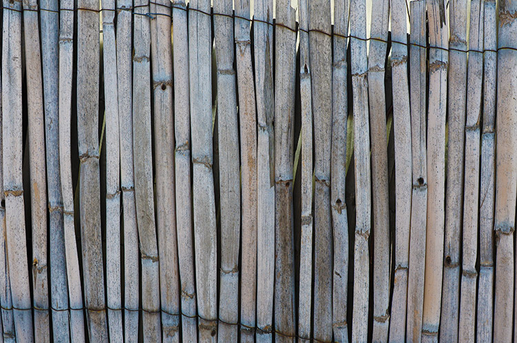 Bamboo tree free texture set | Creative Nerds